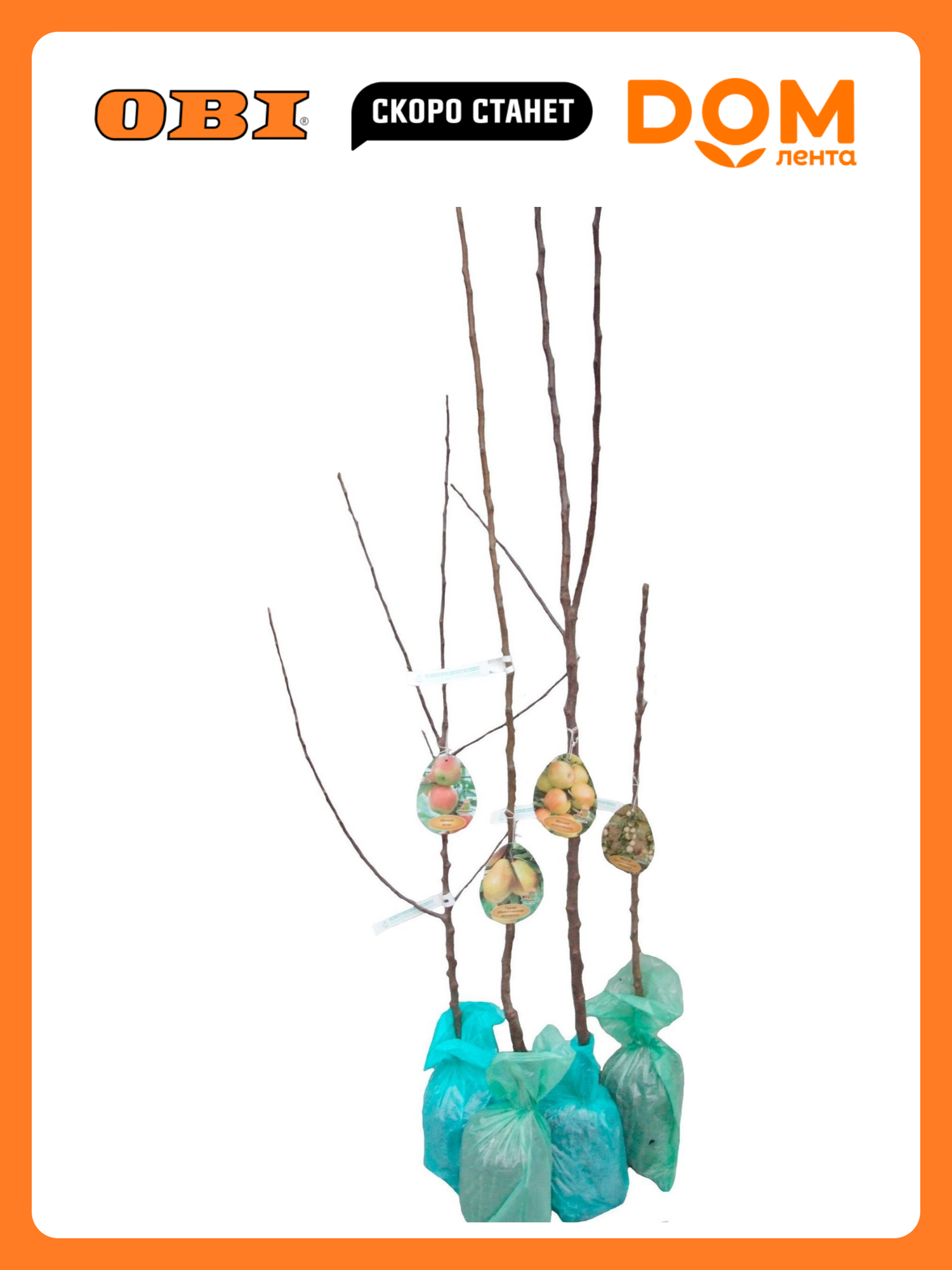 Саженец Абрикос C3 H120 в ассортименте