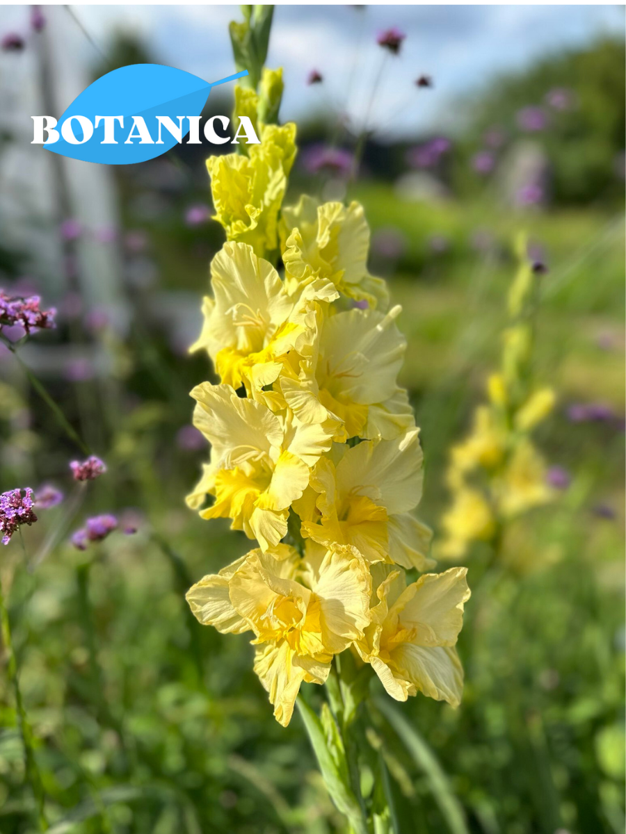 Луковицы цветов, botanica garden, Гладиолус Лемон Фриззл 3 шт