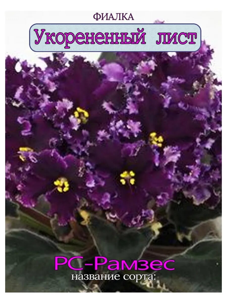 Фиалка живая в горшке комнатная сорт РС-Рамзес (укорененный лист) 1 штука красивое
