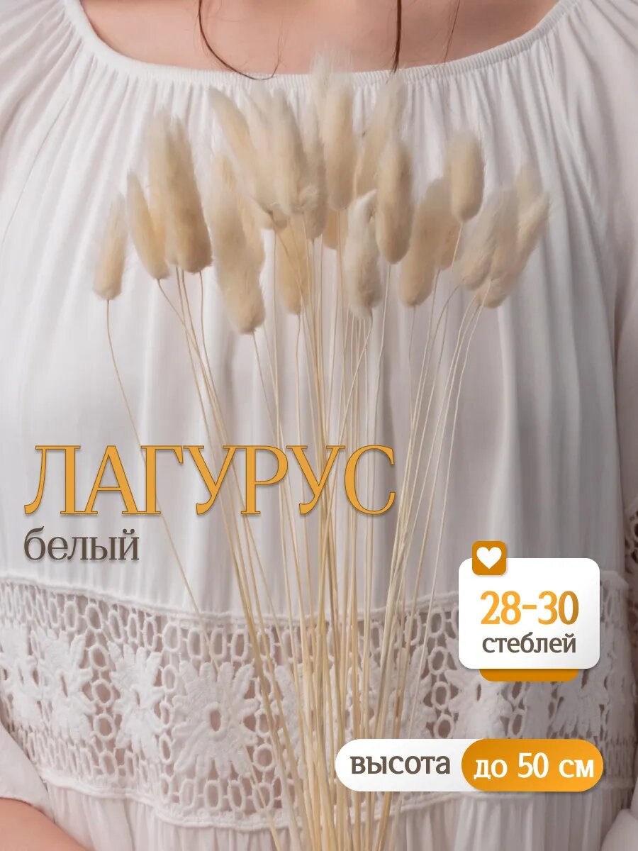 Лагурус белый 28-30 шт, сухие цветы для декора дома и офиса