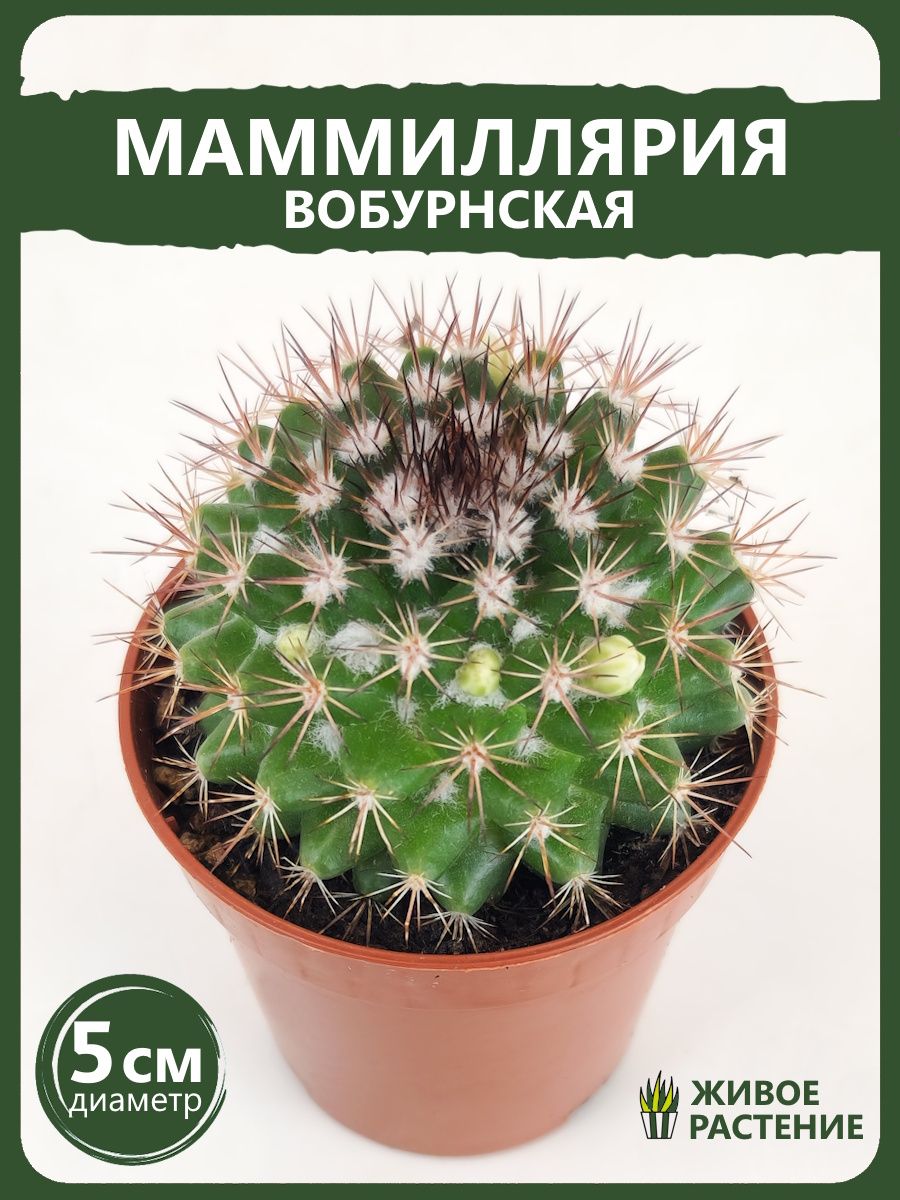 Кактус Маммиллярия Вобурнская, живое растение, D-5