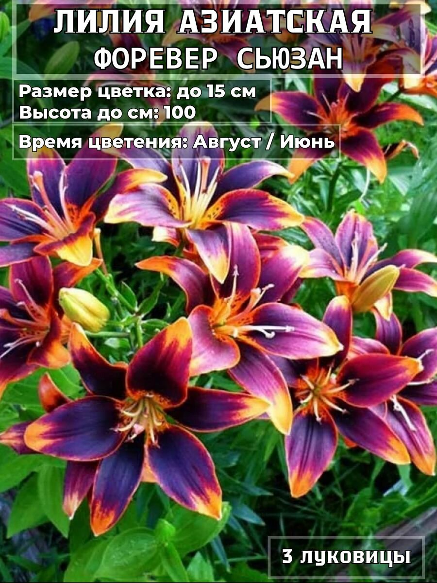 Лилия азиатская Форевер Сьюзан, 3 луковицы