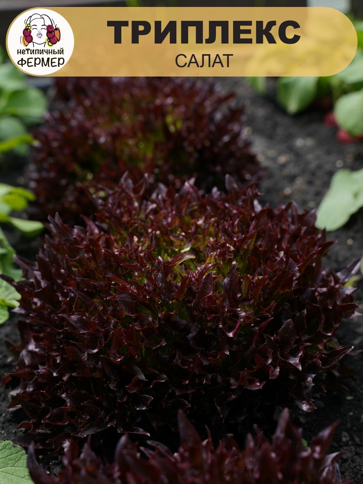 Семена салата Нетипичный фермер "Триплекс", для улицы, парника, теплицы