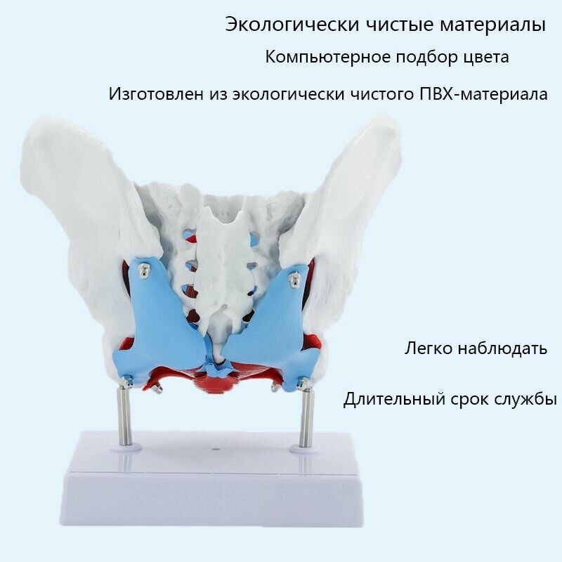 Анатомическая модель — фото 1