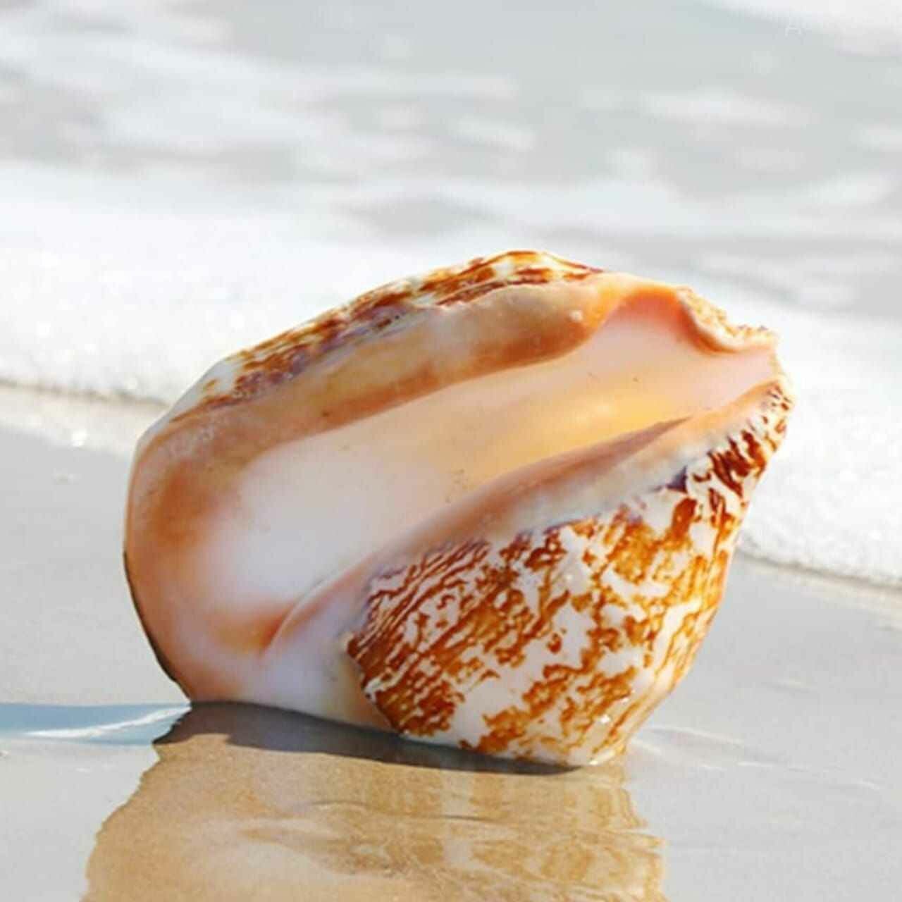 Ракушка морская, натуральная Стромбус Латиссимус 15-16см/декорация для аквариума