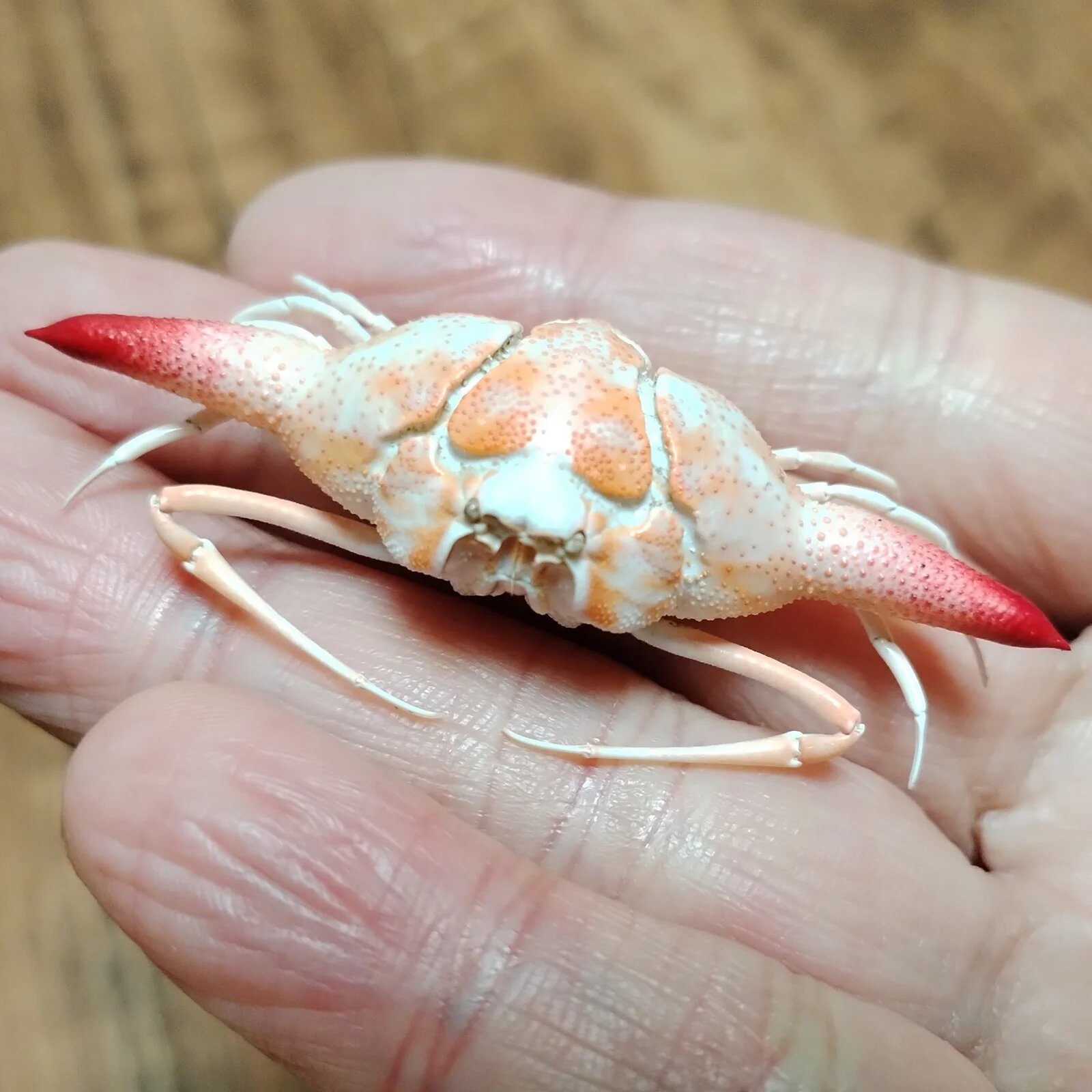 Настоящий краб Ixa Cylindrus ORIGIFTS