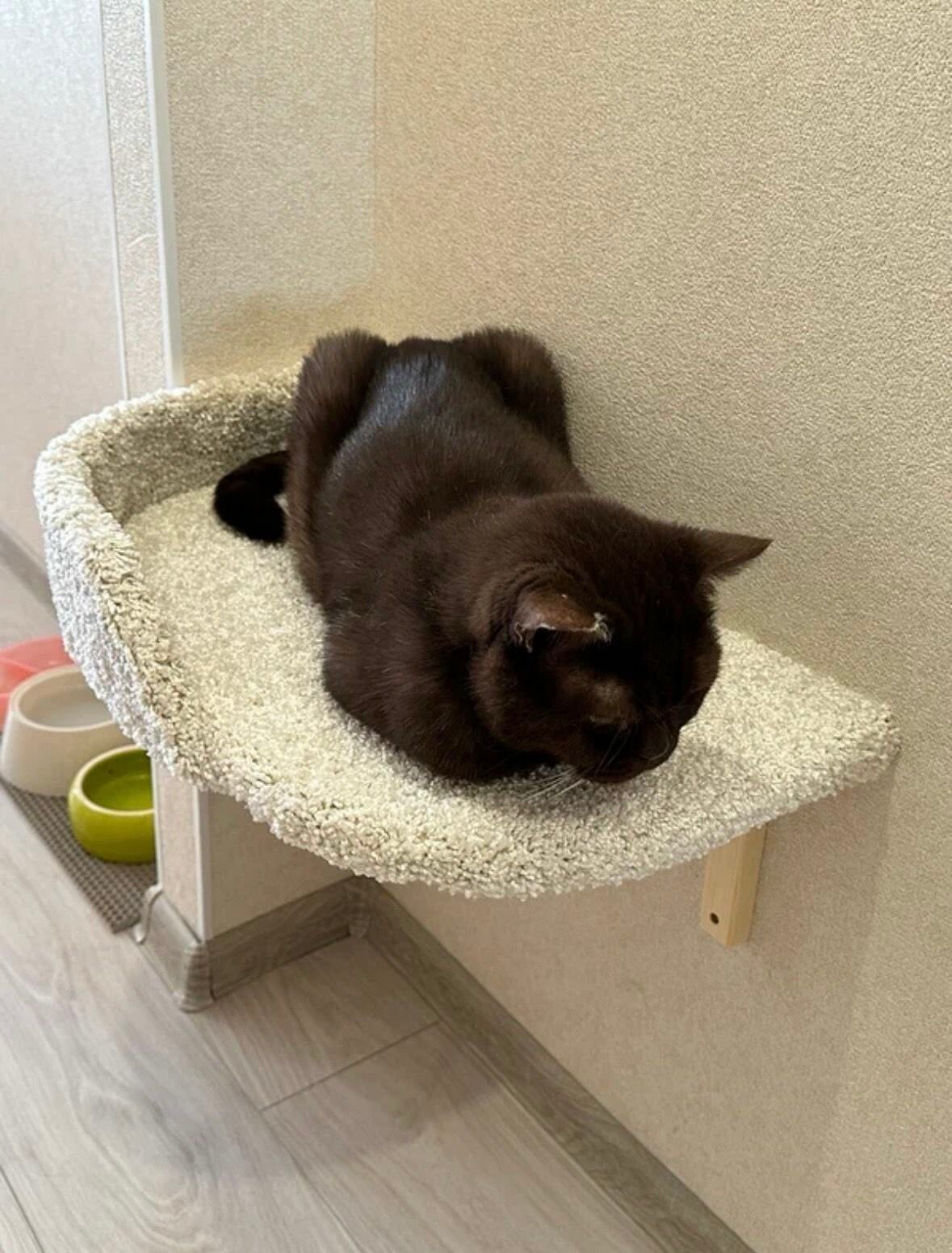 Лежанка настенная, для собак, кошек и грызунов, мягкая, белая, 30x50x10 см левый бортик