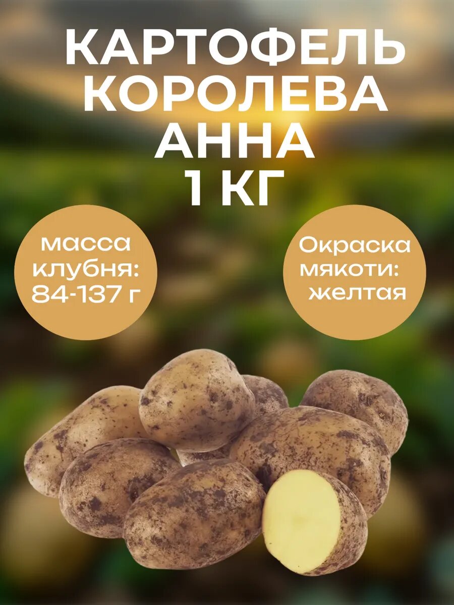 Картофель семенной Королева Анна, 1 кг