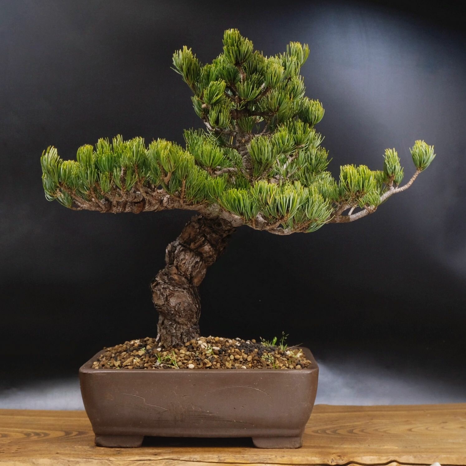 Бонсай белая японская сосна, 50см, 48 лет
