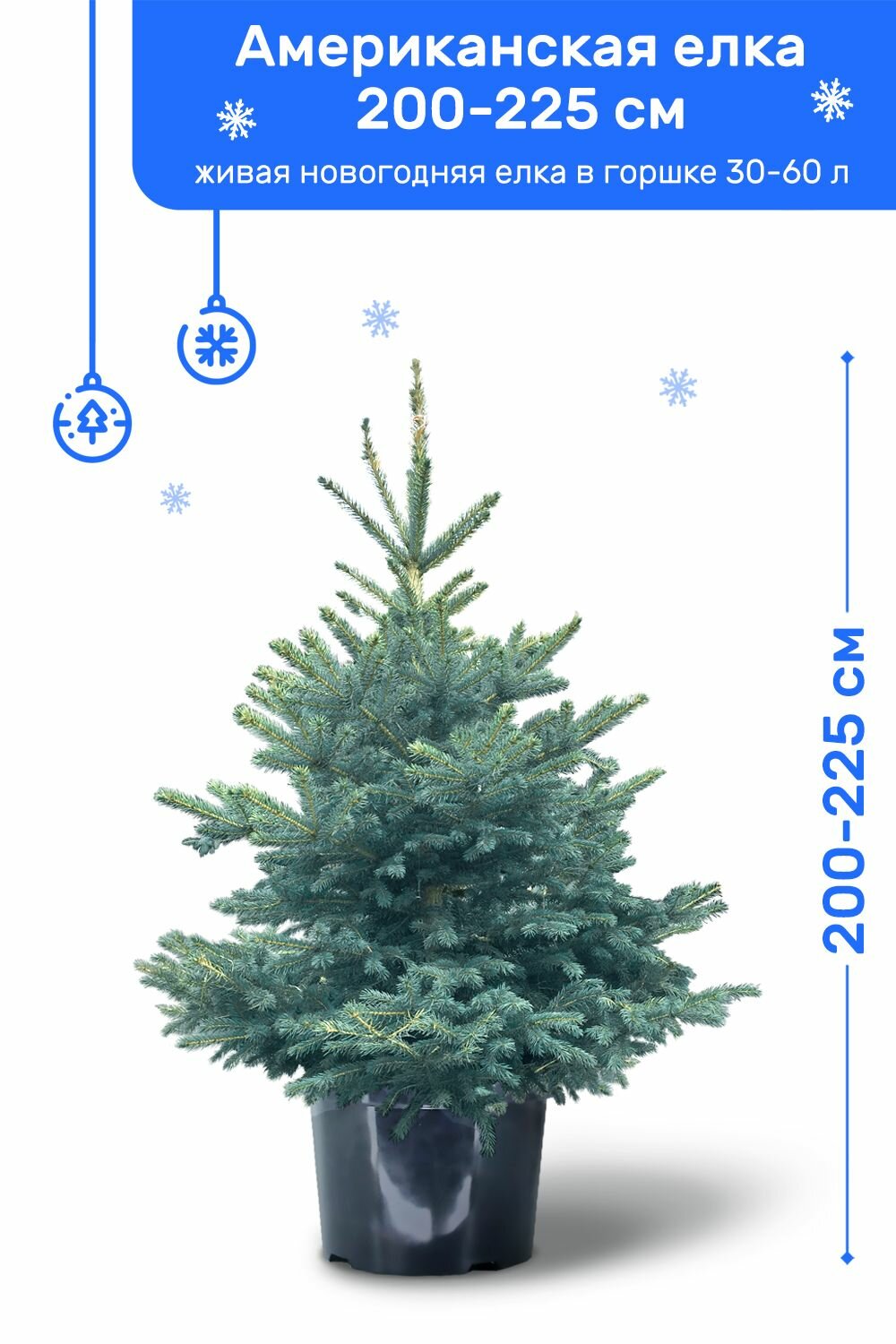 Ель Голубая (Американская), живая новогодняя елка в пластиковом горшке (30-60 л), 200-225 см