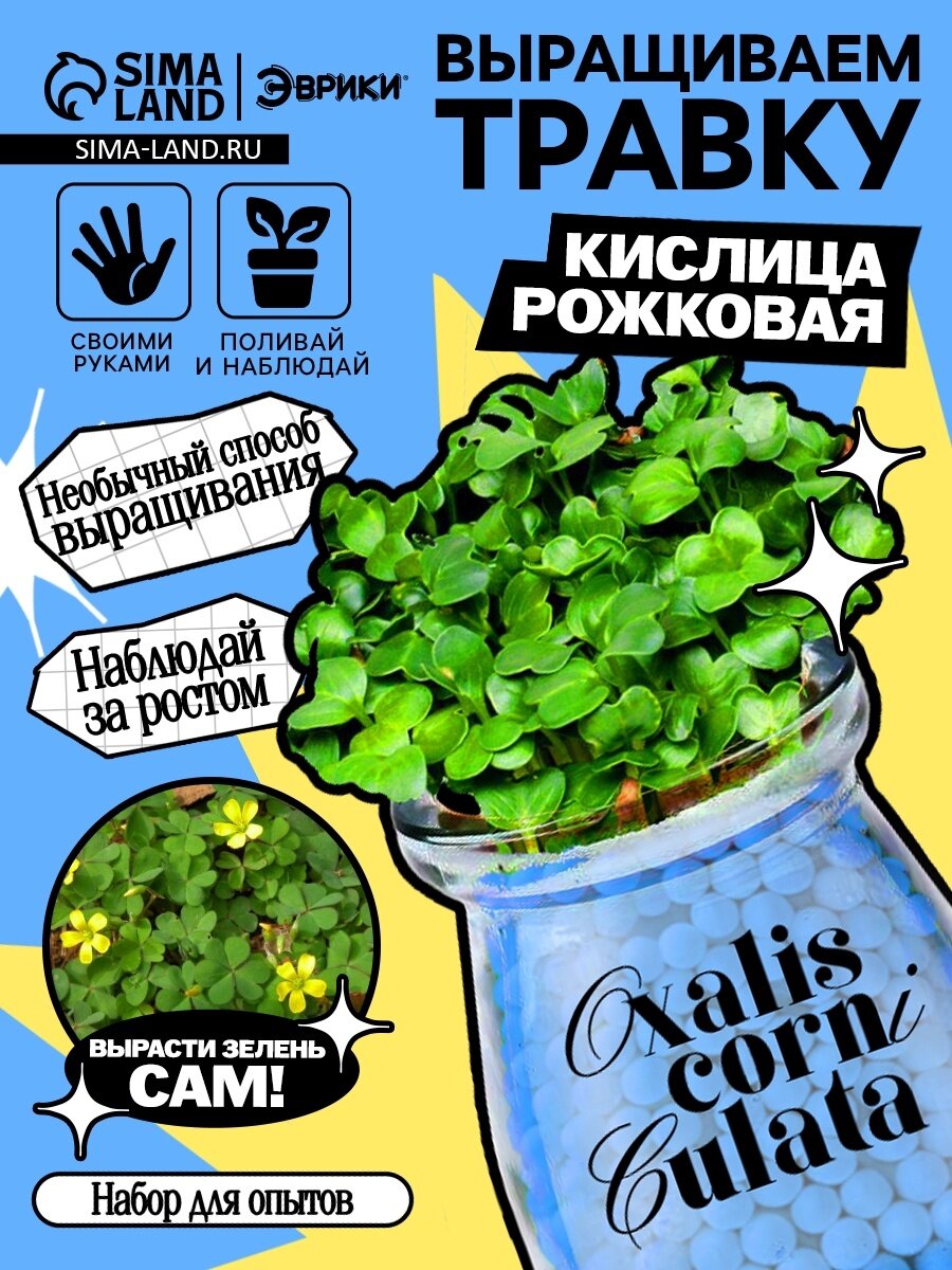 Набор для опытов «Выращиваем травку», своими руками, голубой