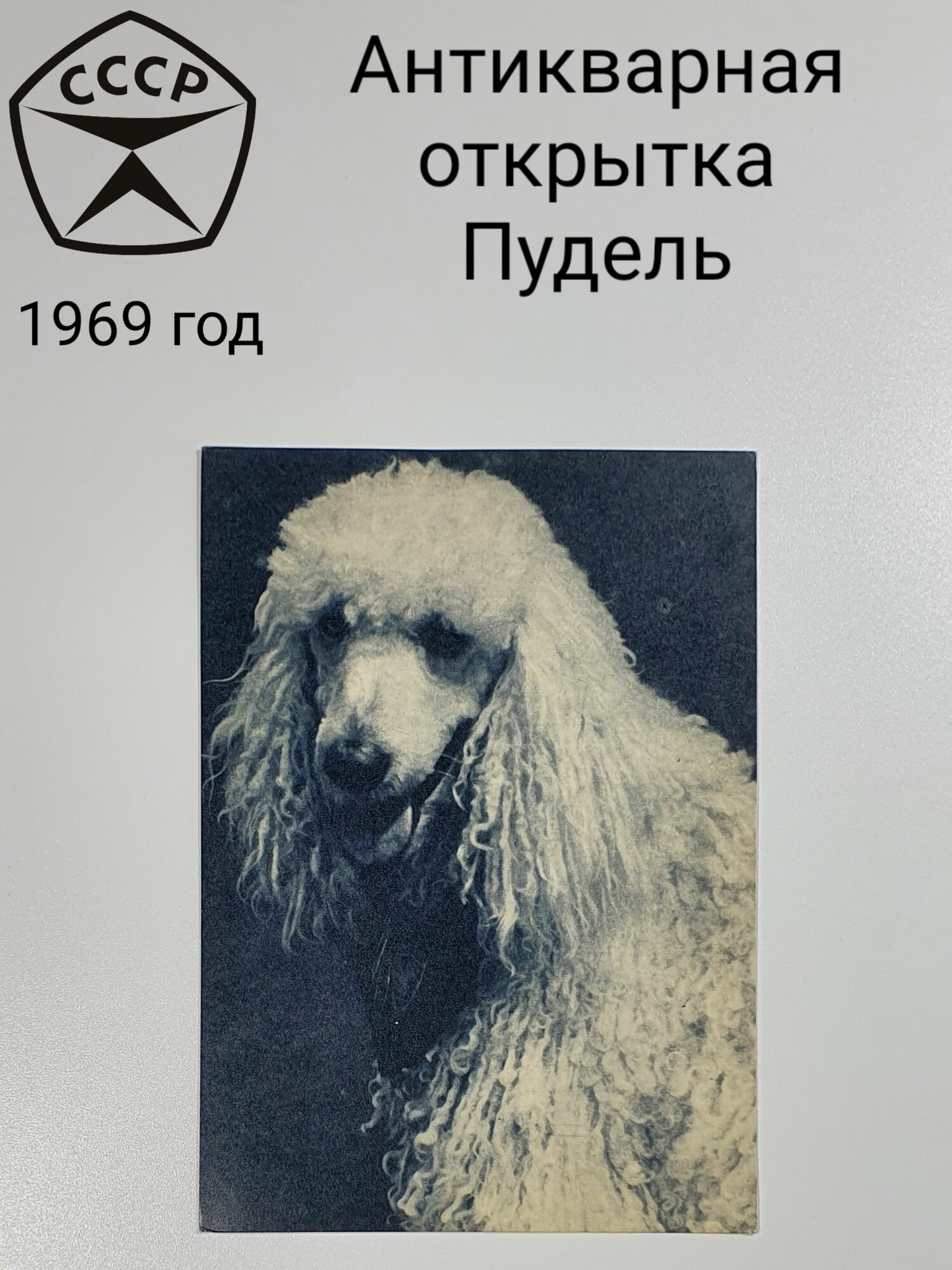 Антикварная почтовая открытка Породы собак Пудель, СССР, 1969 г