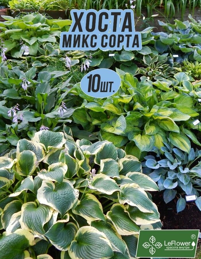 Хоста Корневище, Микс сортов, 10 шт.