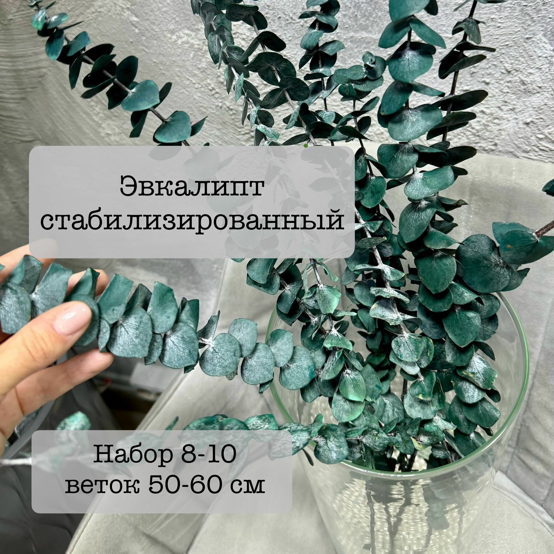 Эвкалипт натуральный стабилизированный высотой 60 см, букет из 8-10 штук