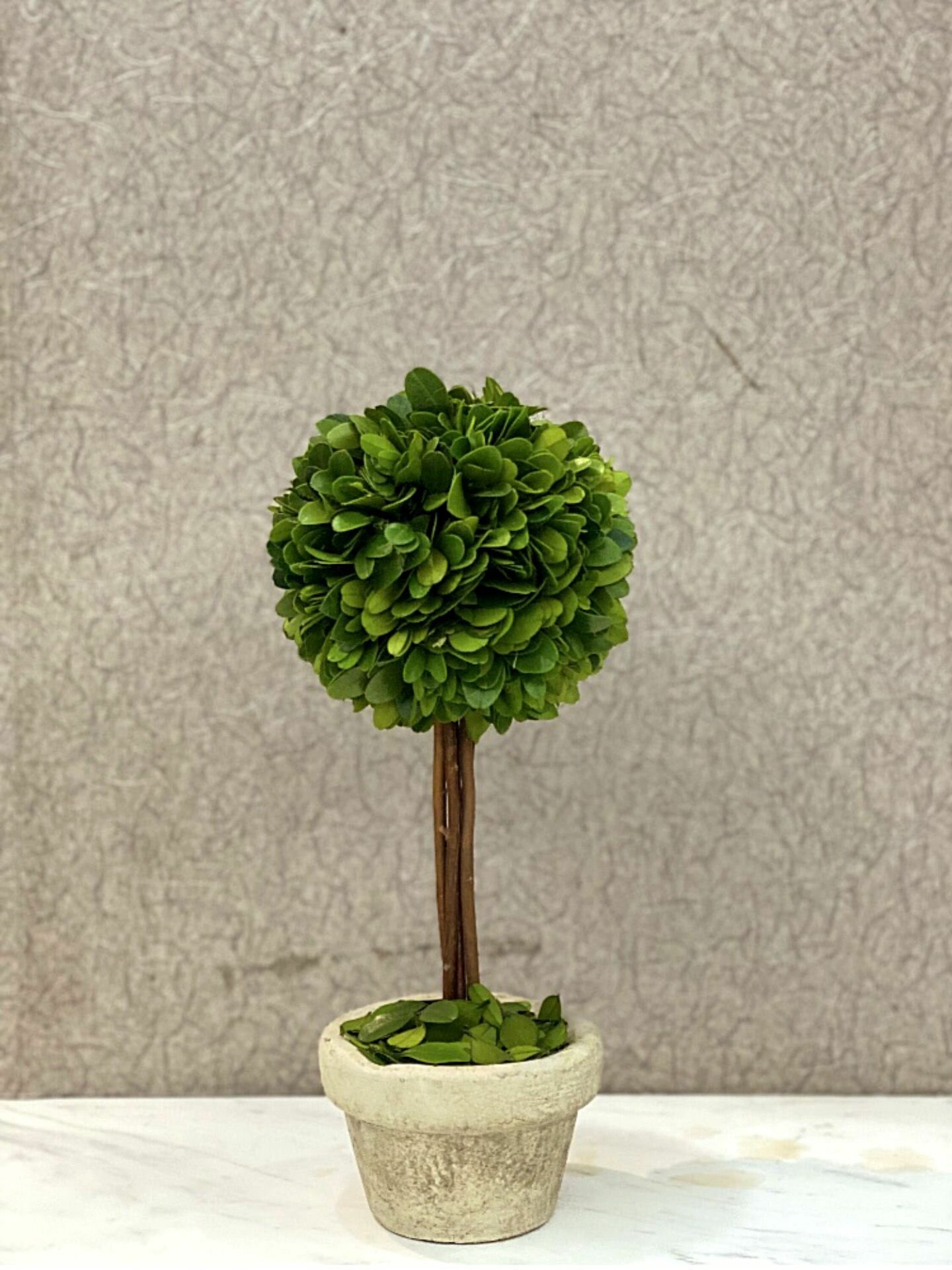 Самшит в горшках / растения для хранения в свежем виде, 2-3 года / уникальное украшение дома