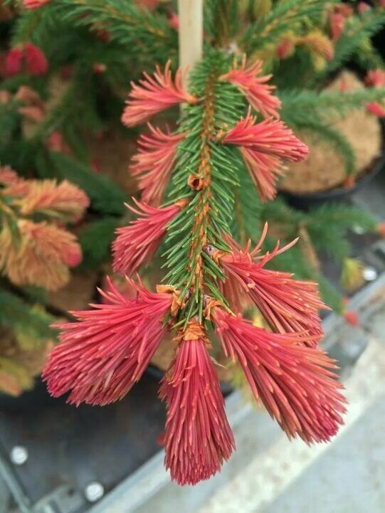 Ель Смултрон Р14