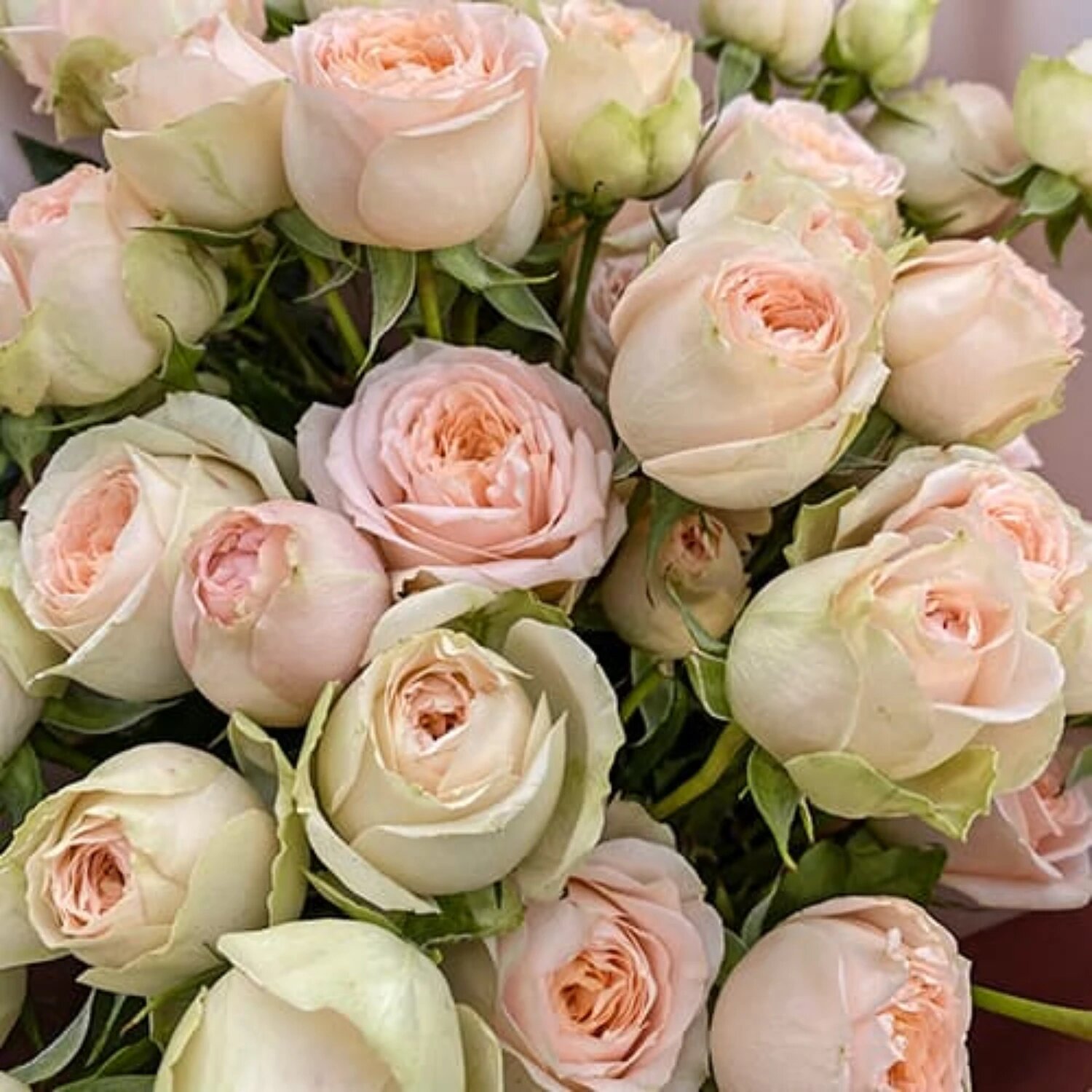 Роза спрей Павлова (Pavlova) , 1 саженец , многолетняя , розово-зеленая