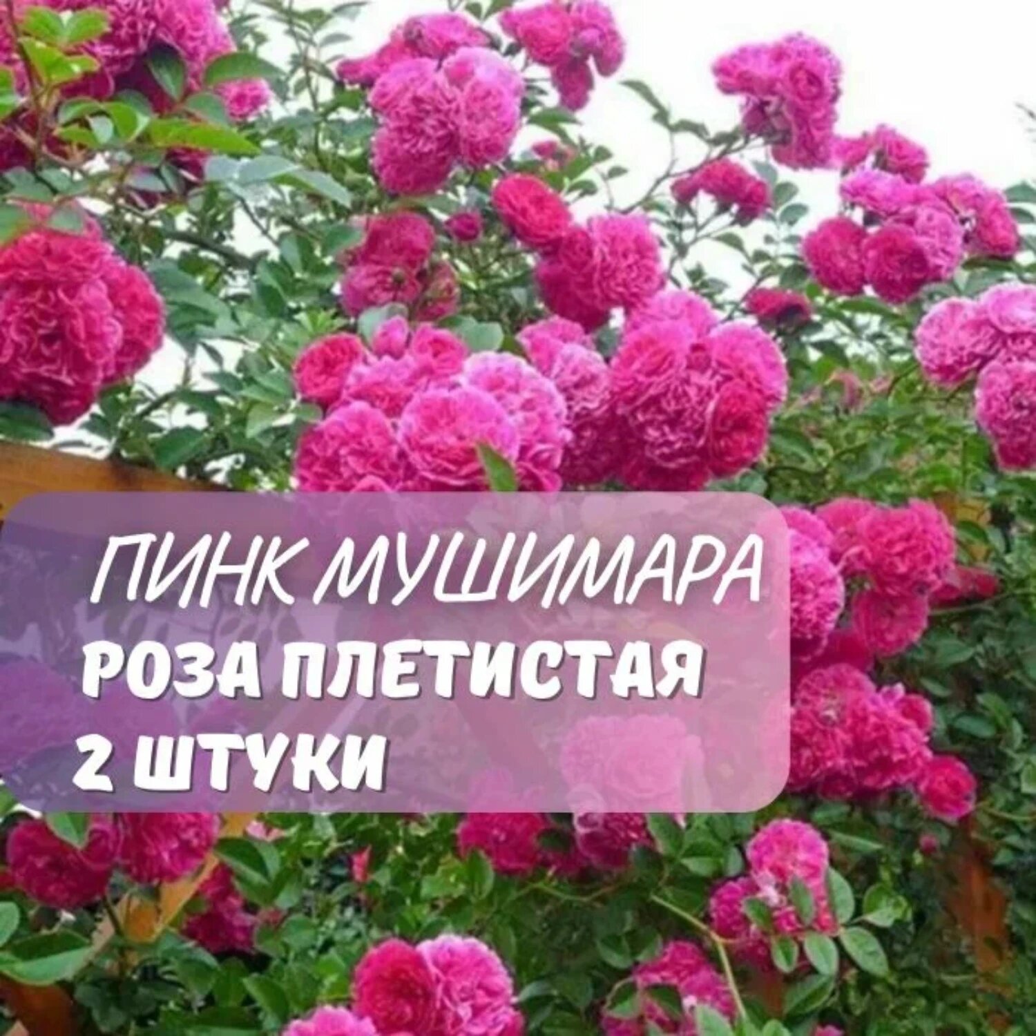 Роза плетистая Пинк Мушимара , 2 саженца , многолетняя , розовая