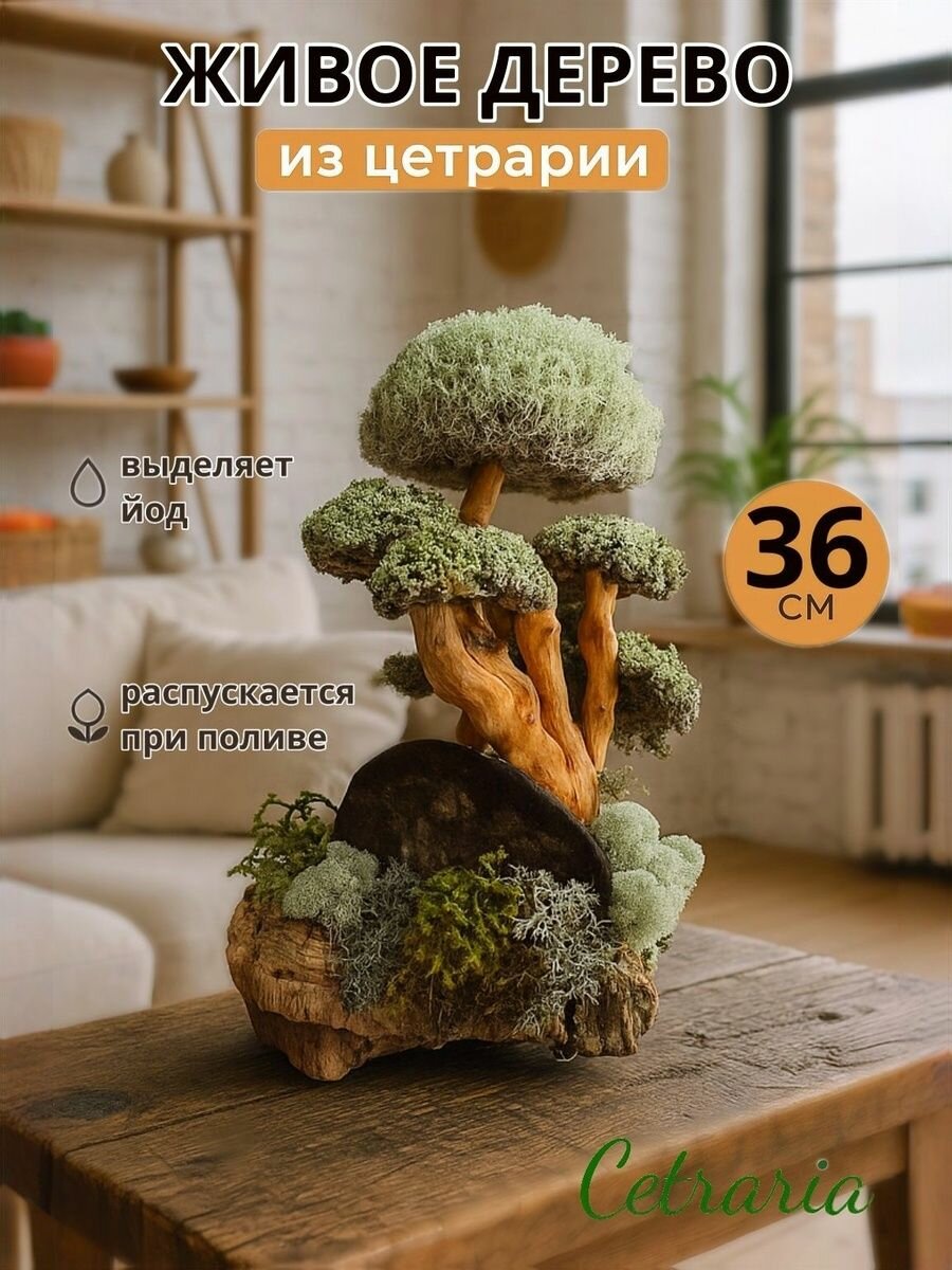 Подарочное дерево с кронами целебной цетрарии. Роскошное украшение интерьера.
