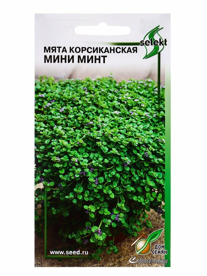 Семена цветов Мята Корсиканская Мини Минт 5 шт 10965542