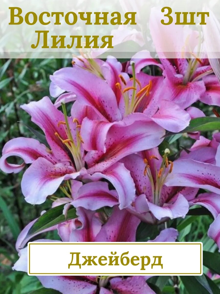 Лилия Восточная махровая, многолетние цветы, луковицы 3 шт