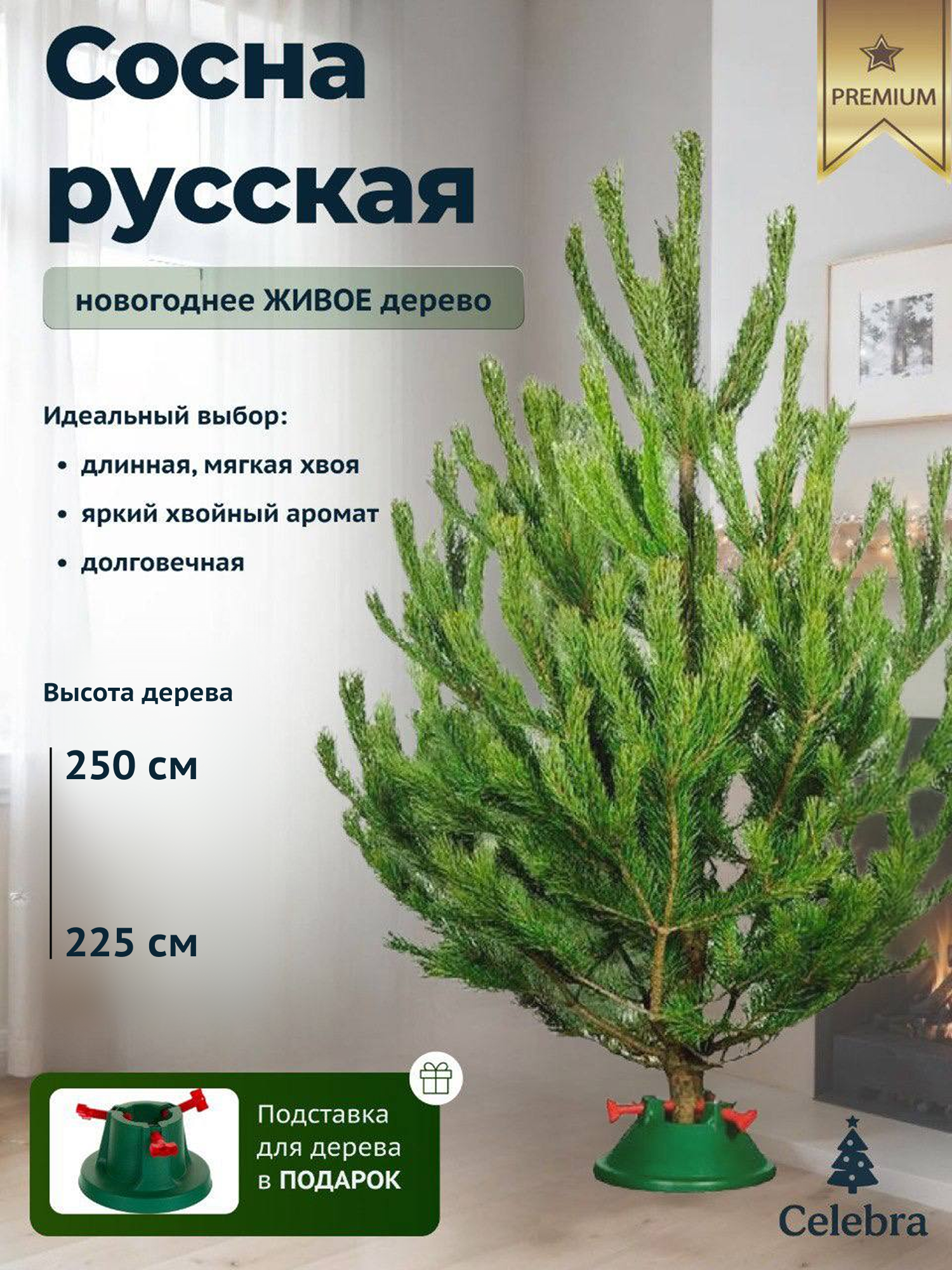 Сосна Русская живая (сибирская) срезанная 225-250 см. ! Подставка В подарок!