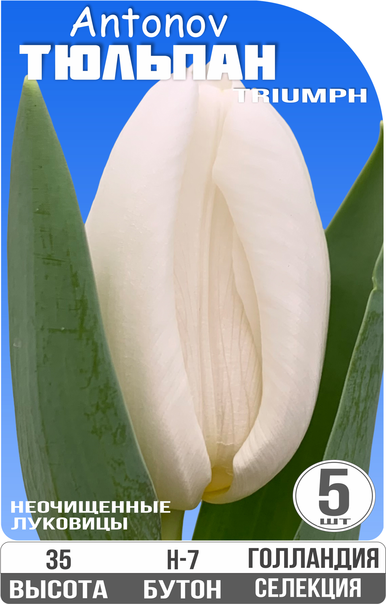 Тюльпаны луковицы "Антонов" неочищенные, многолетние, 40 см, белые, 5 штук. Eywa,