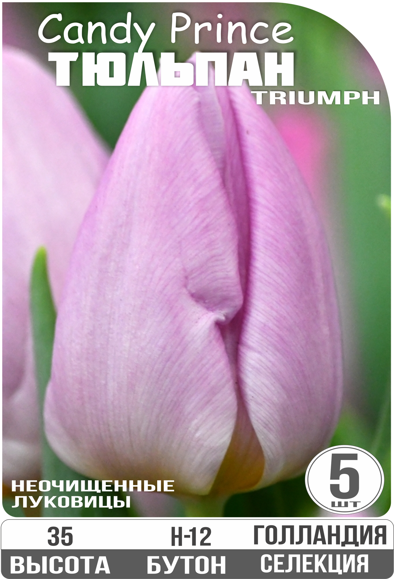 Тюльпан луковицы Кенди Принц, 5 шт неочищенные, многолетник, розовые