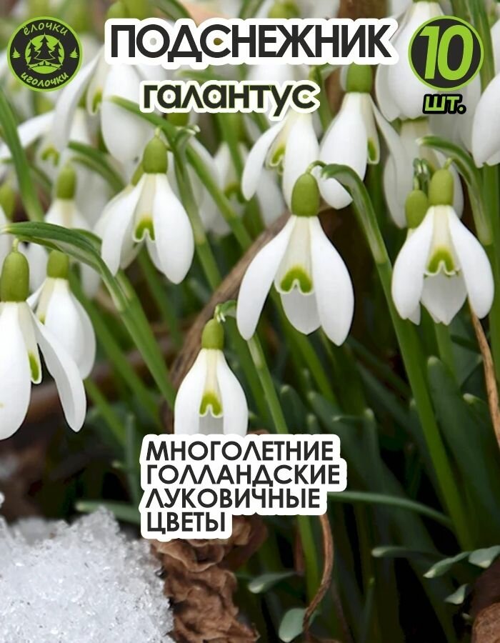 Подснежник Луковица цветов, 10 шт