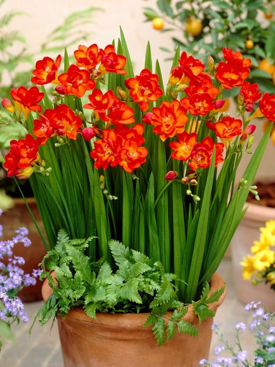 Фрезия луковицы Holland Bulb Market Дабл Ред, махровая,10шт, красная