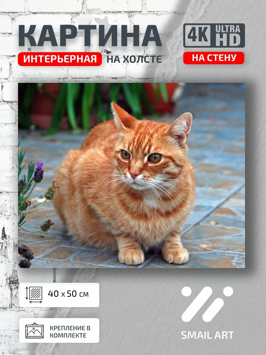 Картина на холсте интерьерная 40 на 50 на стену Кот Animal для детской animal style декор