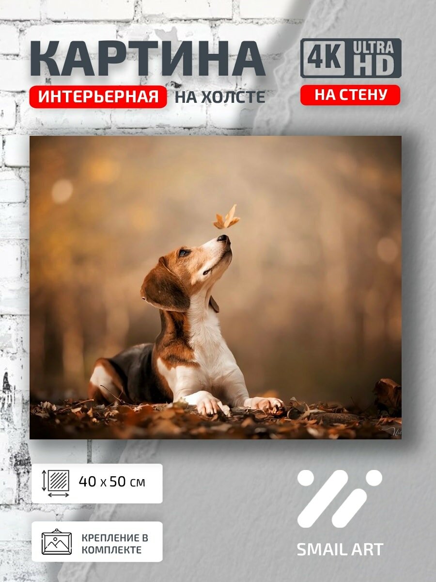 Картина на холсте интерьерная 40 на 50 на стену Животные beagle для гостиной атмосфера
