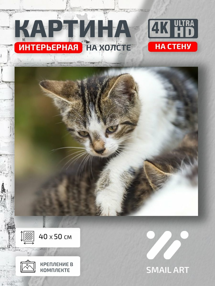 Картина на холсте интерьерная 40 на 50 на стену Котенок Animal для детской animal style