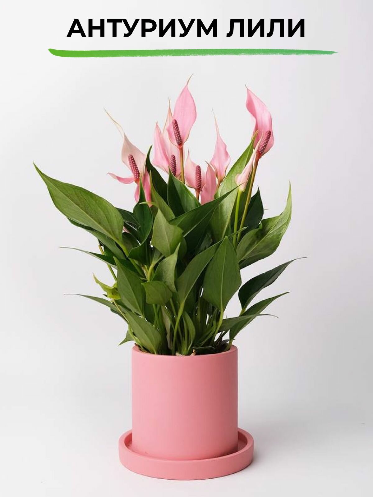 Антуриум GREEN TOWN, живой цветок, декоративно-цветущий, лилового цвета, в коробке