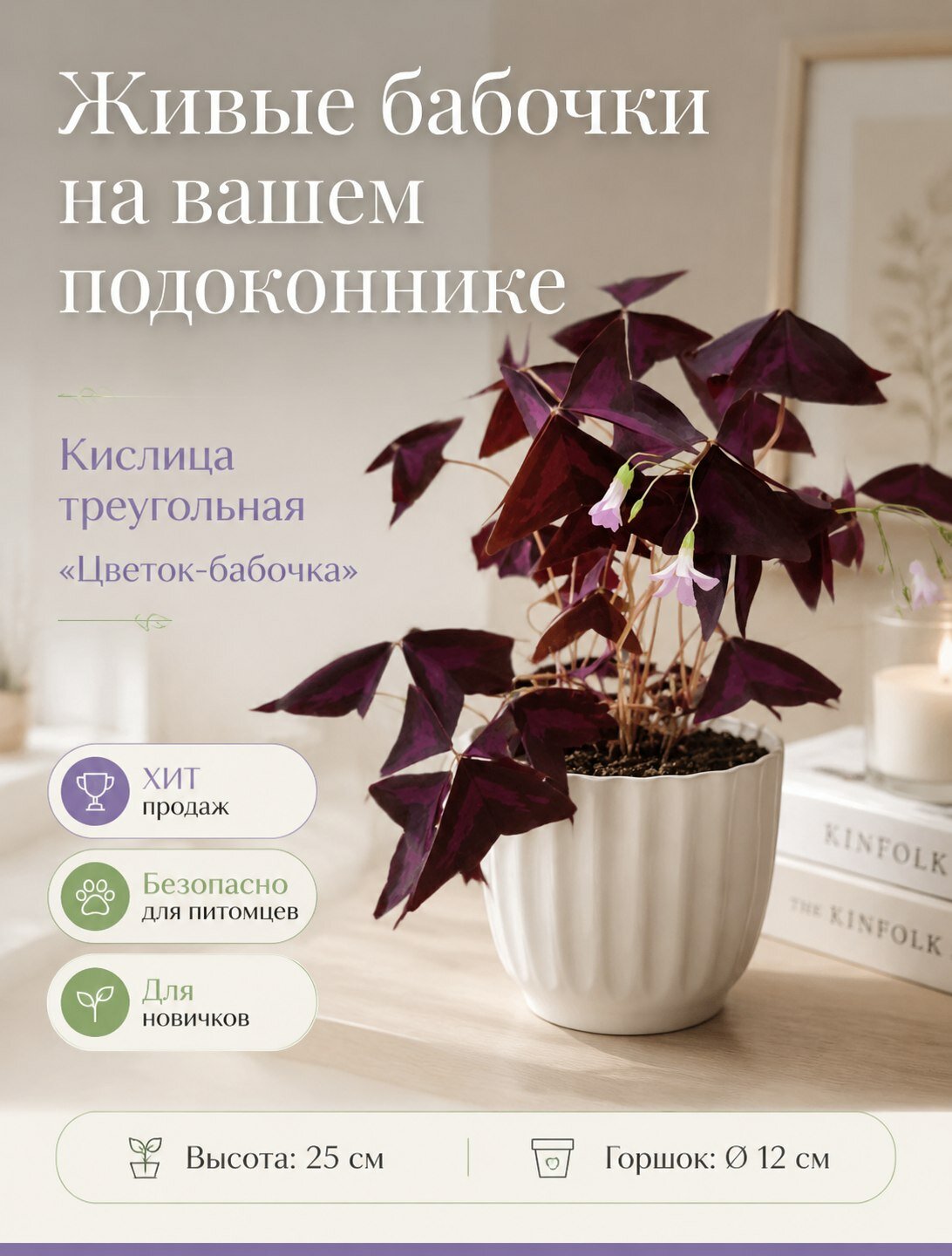 Кислица треугольная Цветок-бабочка комнатное растение в транспортировочном горшке 12 см