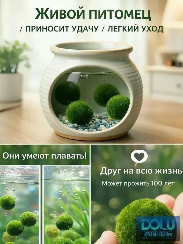 Живые водорослиНабор 4 шт, Натуральный мох шарики для аквариума, Символ удачи и любви