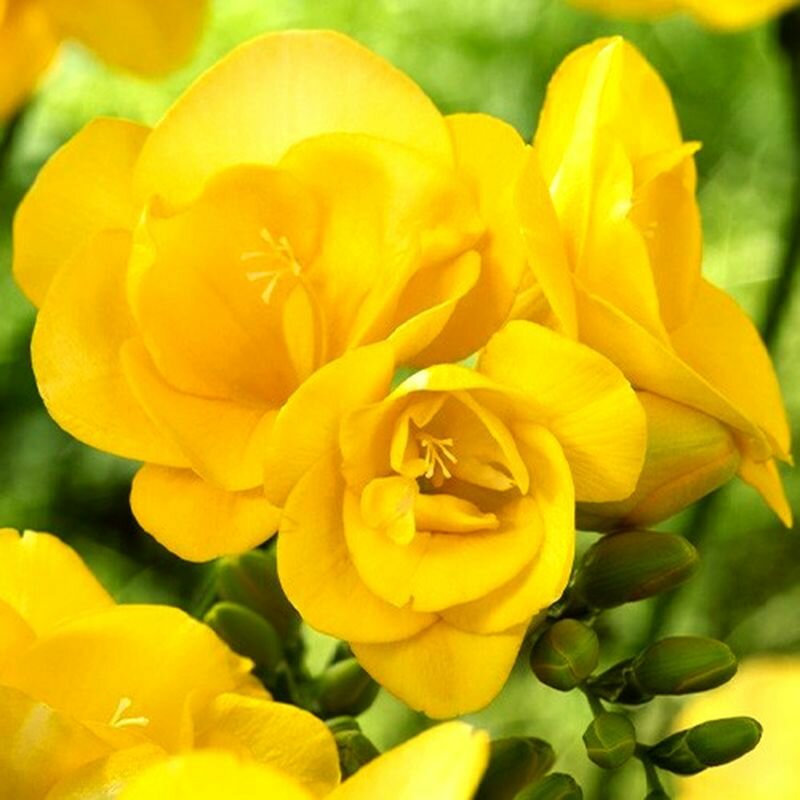 Фрезия DOUBLE YELLOW 1шт