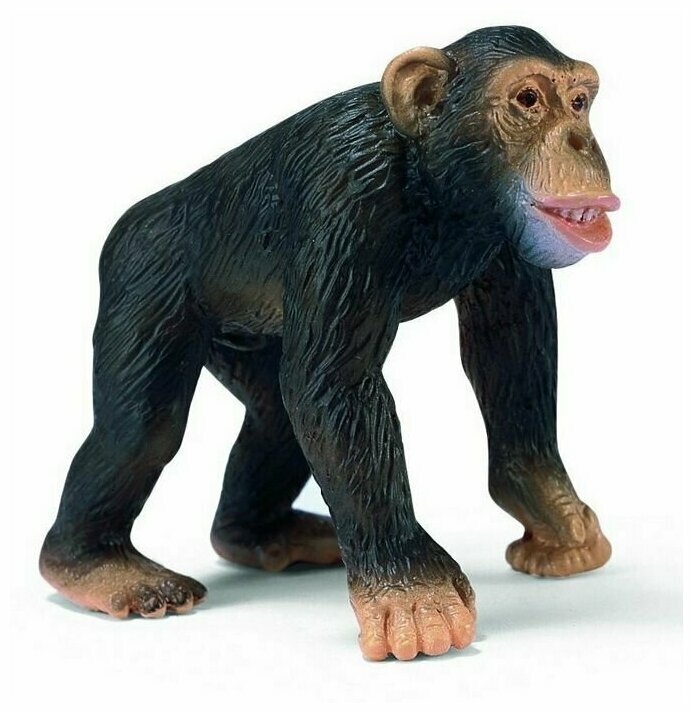 Шимпанзе самка, M