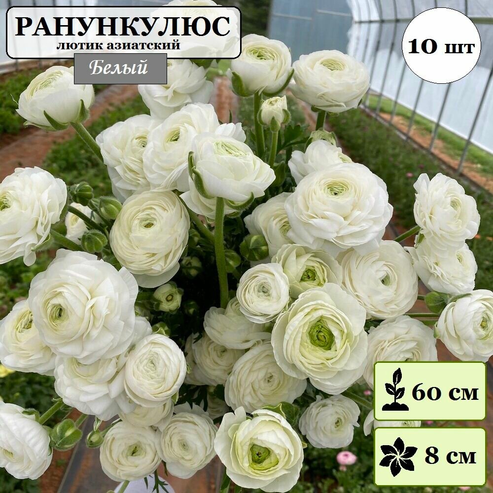 Луковицы Ранункулюс Вайт / цветы лютик садовый / в упаковке 10 шт