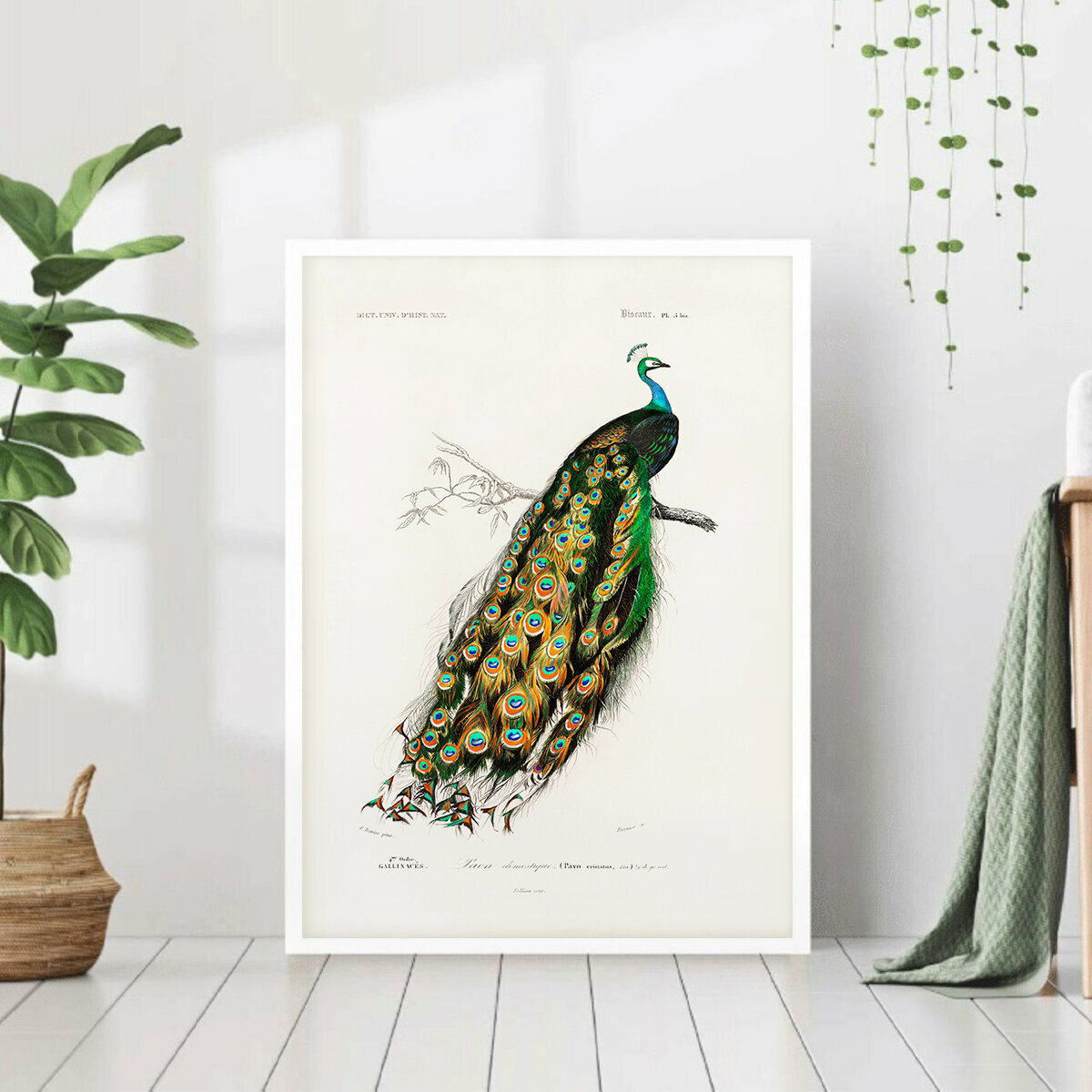 Постер "Павлин иллюстрация винтаж " в белой рамке 50x70 см для интерьера на стену
