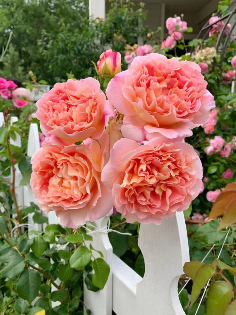 Роза английская Абрахам Дерби , 1 саженец , многолетняя , розовая