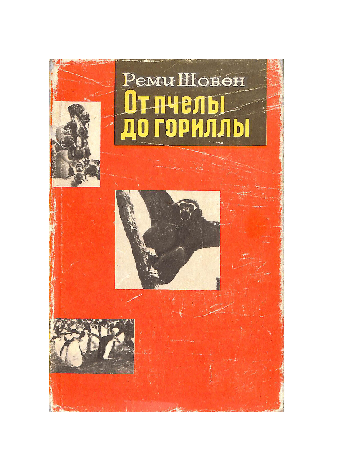 От пчелы до гориллы