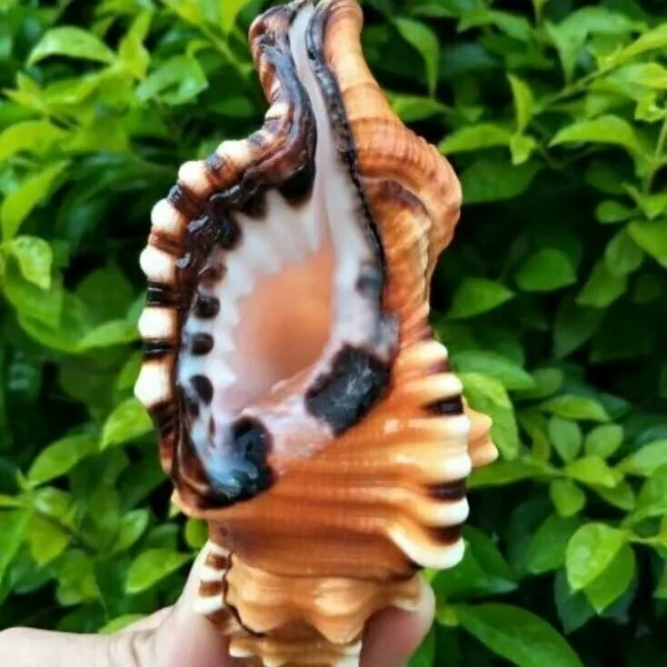 Чёрнопятнистый тритон 1шт/Ракушка морская, натуральная/ Циматиум лоториум