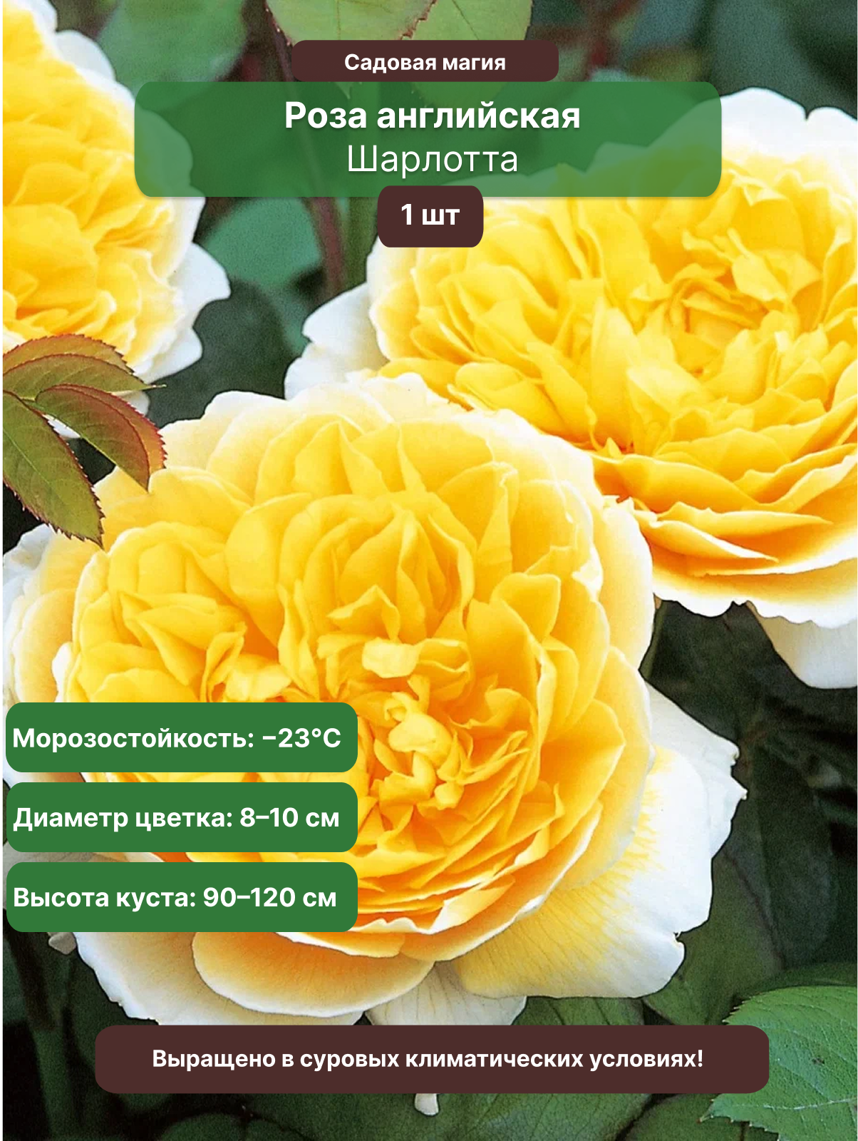 Роза английская "Шарлотта", многолетняя, 1саженец, белая/желтая