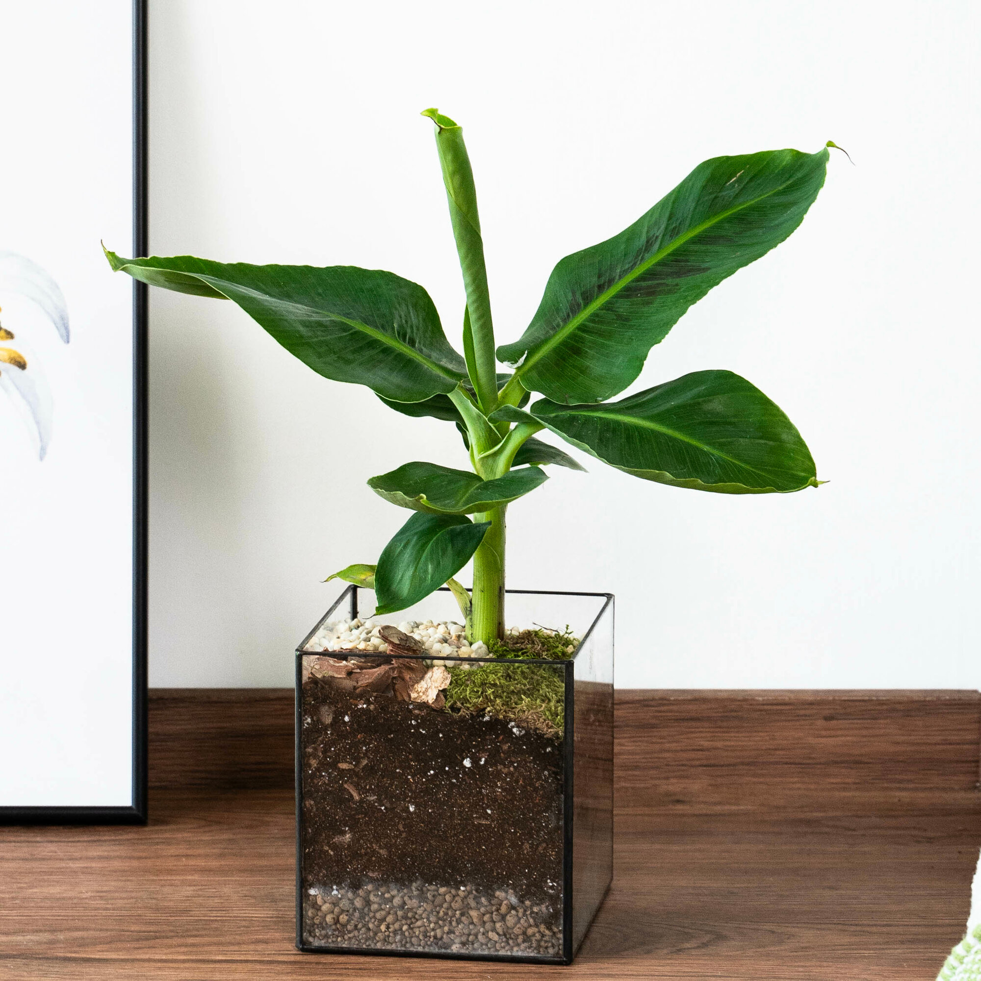 Пальма для дома и офиса, банановая пальма в стеклянном кашпо