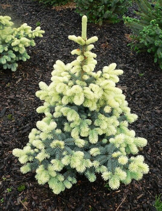 Ель колючая Нимец, с3.