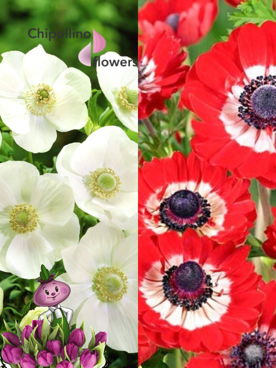 Луковицы цветов, chipollino flowers, TWIN, анемона THE BRIDE 10 ШТ / анемона HOLLANDIA 10 ШТ (20 луковиц)