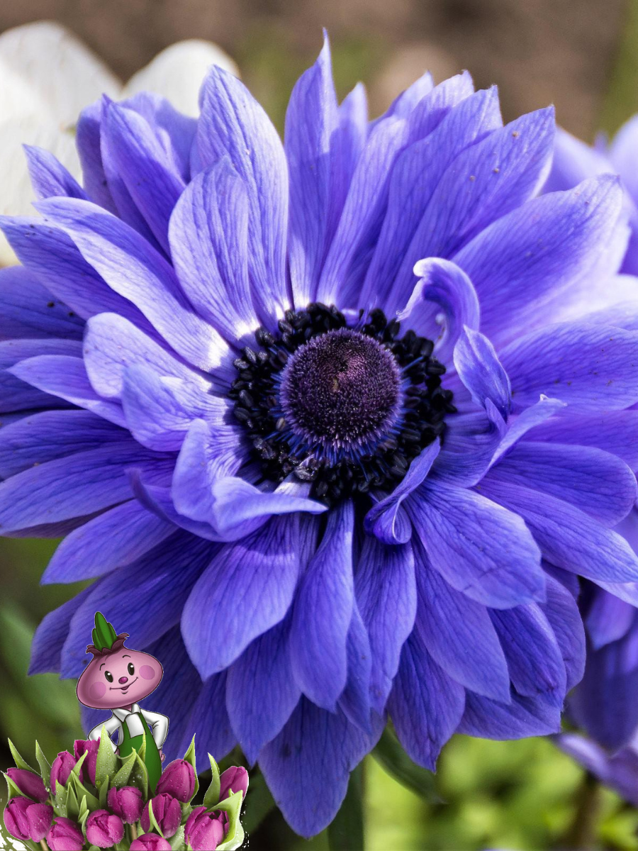 Луковицы цветов, chipollino flowers, анемона LORD LIEUTENANT (10 луковиц)