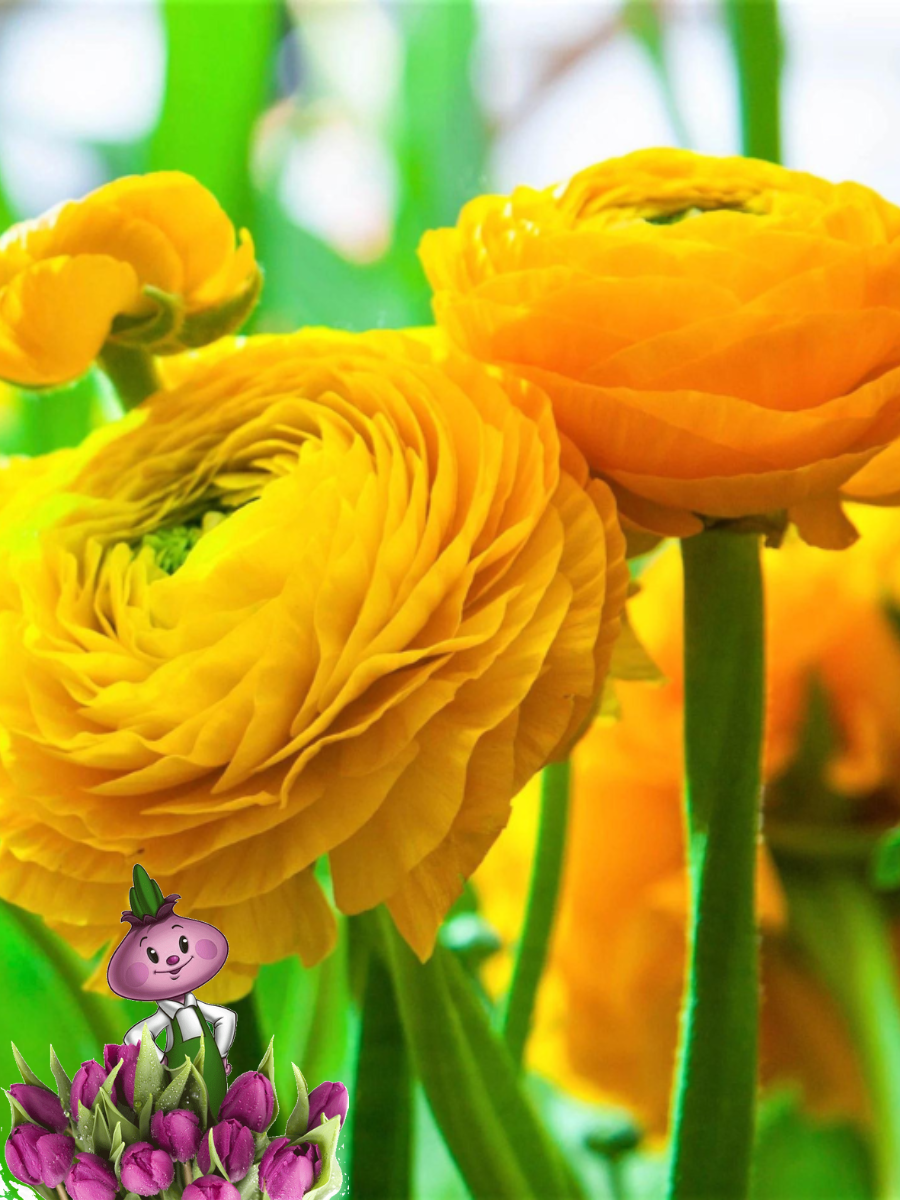Луковицы цветов, сhipollino flowers, ранункулюс YELLOW (10 луковиц)