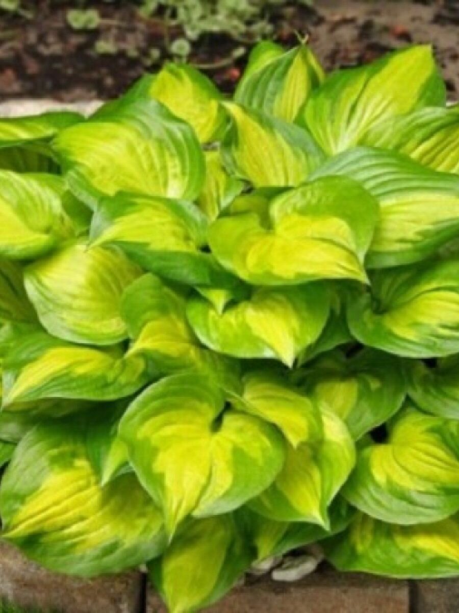 Хоста Лейксайд Банана Бей (M) / Саженцы хосты M (средние, 30-64 см)